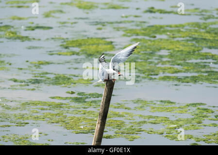 A Common Turn landing on a post with a fish in its bill Stock Photo - Alamy