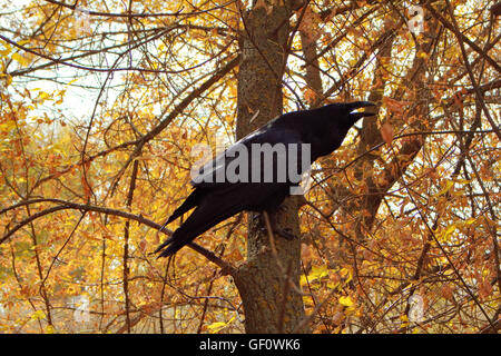 Raven looks on a yellow background effectively. Quacking Raven Stock ...