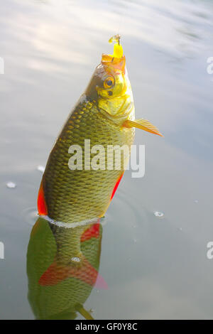 Golden Rudd - fishing on freshwater lakes in reeds Stock Photo - Alamy