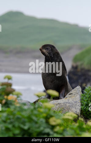 Alaska, Pribilof Islands, Saint Paul (57-07-75N 170-18-07W) Northern ...