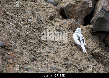 Alaska, Bering Sea, St. Matthew Island, spring Stock Photo - Alamy