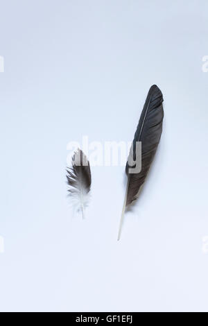 birds of a feather stick together Stock Photo - Alamy