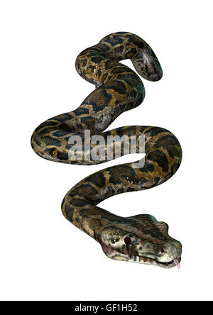 3D rendering of a Burmese python or Python bivittatus, one of the ...