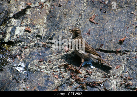 A rock pipit foraging on the west Wales shoreline Stock Photo - Alamy