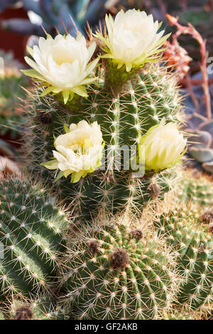 Spiny green cactus cacti plants and trees with spines fruits in Tulum ...