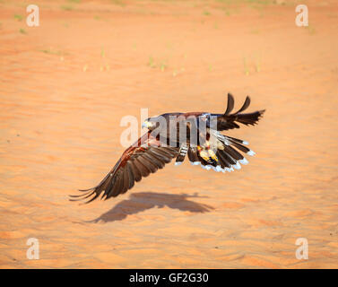 THE DESERT HAWK Stock Photo - Alamy