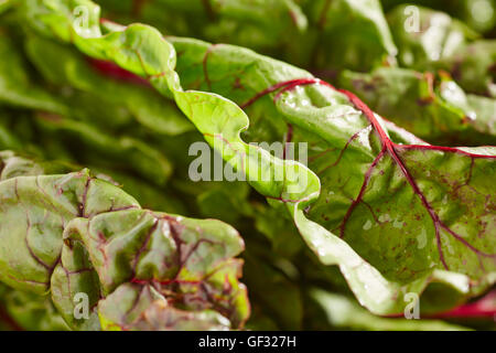 Swiss Chard. Fresh green leaves highlighting the bright red stem of ...