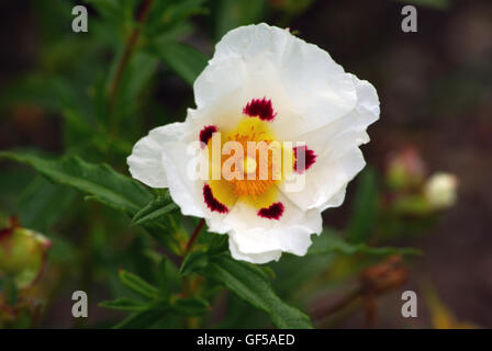 Labdanum or gum rockrose flower isolated on white. Cistus ladanifer ...