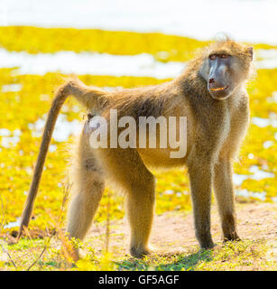 Chacma Baboon monkey in Chobe National park in Botswana in Africa Stock ...