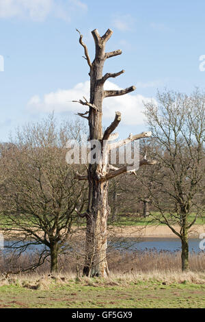 Dead English oak (Quercus robur), cyclops oak, primeval forest Sababurg ...