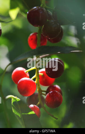 Sweet ripe bird cherry in the basket Stock Photo - Alamy