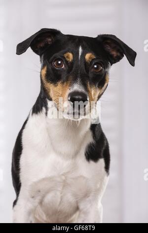 Jack Russell Terrier Portrait Stock Photo - Alamy