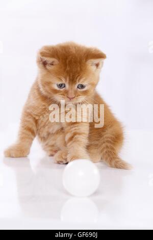 A British shorthair cat plays with a red rag mouse toy and covers its ...