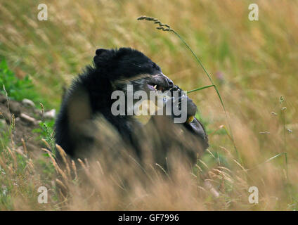 A female Spectacled Bear named Ryna, one of two of the bears native to ...