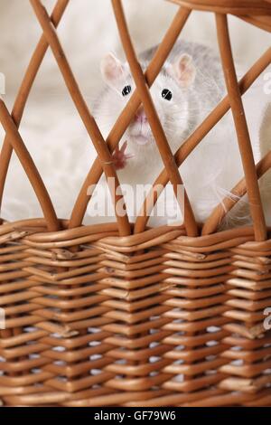2 fancy rats Stock Photo - Alamy
