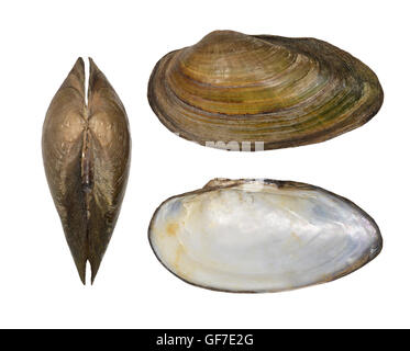 swollen river mussel (Unio tumidus), with visible foot, Germany ...