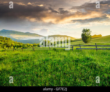 Colorful Trees on top of Mountain Landscape covered in fog. Sunset ...