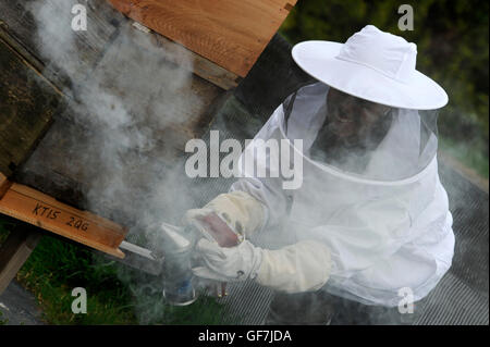Beekeeping: Smoking out Stock Photo: 26041655 - Alamy