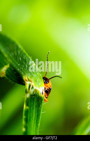 Soldier Beetles (Cantharidae) Insecta Stock Photo - Alamy
