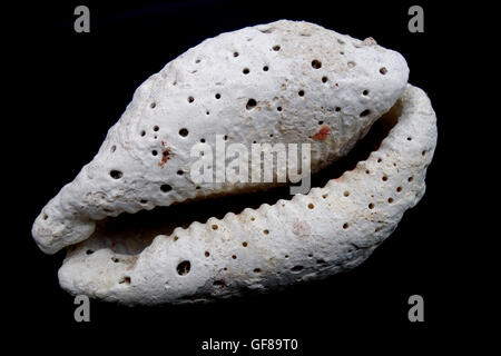 Seashell of a Tiger Cowry (Cypraea tigris tigris). Malacology ...
