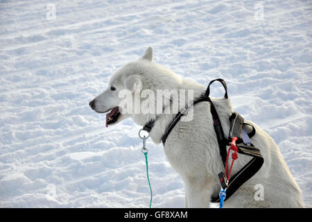 Norway, Tromso, sled dog Stock Photo - Alamy