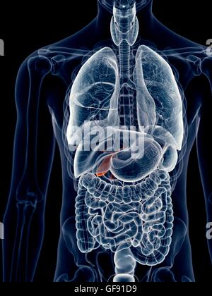 Human gallbladder, illustration Stock Photo - Alamy