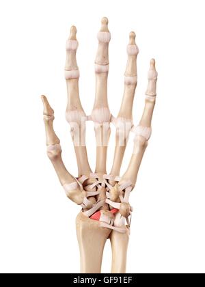 Anatomy of the human hand Stock Photo - Alamy