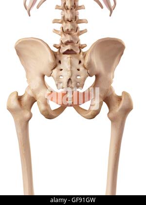 Human muscles (iliococcygeus), illustration Stock Photo - Alamy