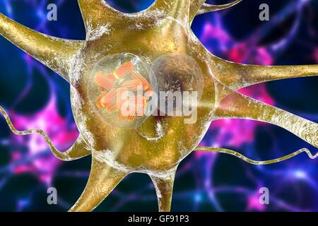 Rabies virus particles inside neuron, computer illustration. Rabies ...