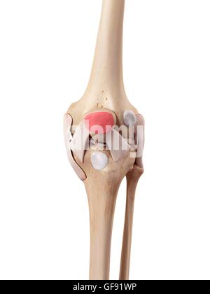 Illustration of the subcutaneous prepatellar bursa Stock Photo - Alamy