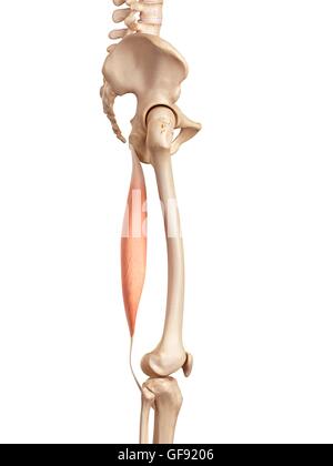 Human muscles of the upper leg, illustration Stock Photo - Alamy