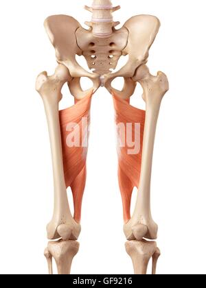 Human muscles of the upper leg, illustration Stock Photo - Alamy