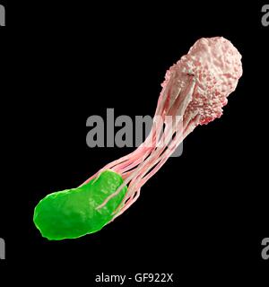 A white blood cell engulfing bacteria in process called phagocytosis ...