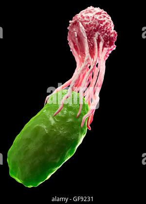 A white blood cell engulfing bacteria in process called phagocytosis ...