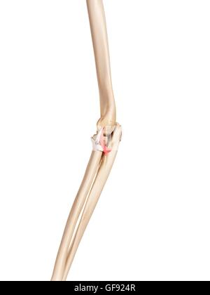 Human arm ligaments, illustration Stock Photo - Alamy