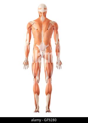 Human muscular system, illustration Stock Photo - Alamy
