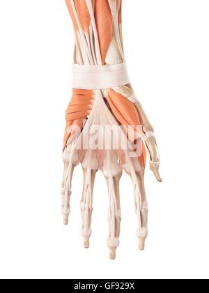 Human hand muscles, illustration Stock Photo - Alamy