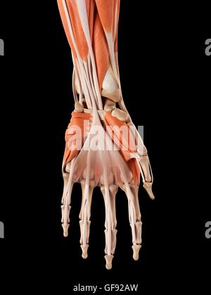 Human hand muscles, illustration Stock Photo - Alamy