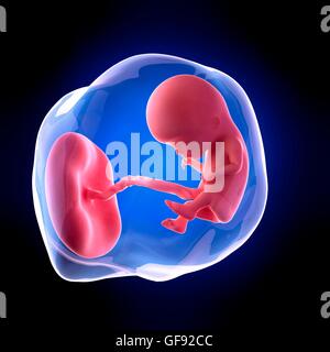 Human fetus age 12 weeks, illustration Stock Photo - Alamy