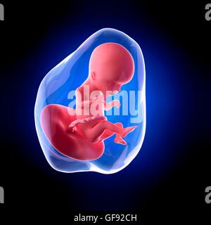 Human fetus age 17 weeks, illustration Stock Photo - Alamy