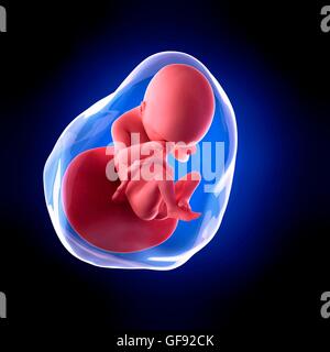 Human fetus age 19 weeks, illustration Stock Photo - Alamy