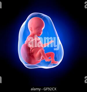 Human fetus age 26 weeks, illustration Stock Photo - Alamy