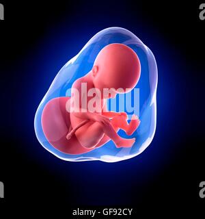 Human fetus age 27 weeks, illustration Stock Photo - Alamy
