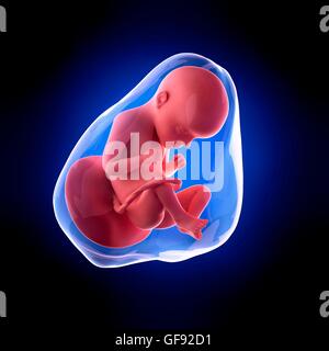 Human fetus age 29 weeks, illustration Stock Photo - Alamy