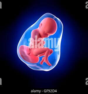Human fetus age 32 weeks, illustration Stock Photo - Alamy