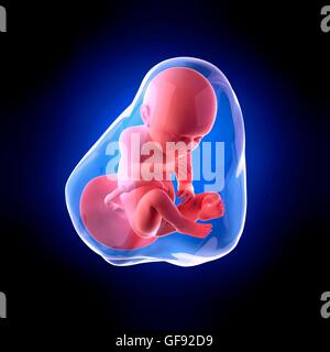 Human fetus age 37 weeks, illustration Stock Photo - Alamy