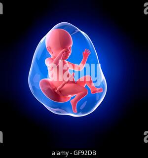 Human fetus age 39 weeks, illustration Stock Photo - Alamy