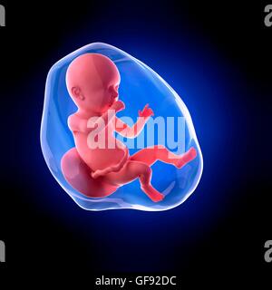 Human fetus age 40 weeks, illustration Stock Photo - Alamy
