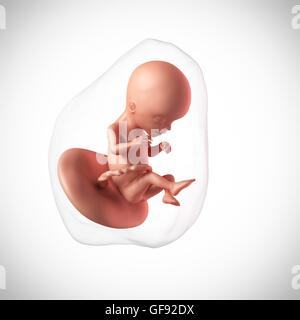Human fetus age 17 weeks, illustration Stock Photo - Alamy