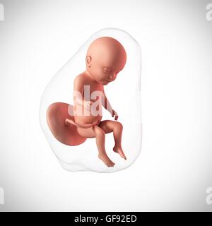 Human fetus age 31 weeks, illustration Stock Photo - Alamy